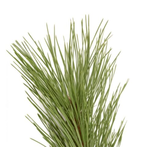 ESSENTIAL OILS - 100% PURE - PINE - Natural Xtracts